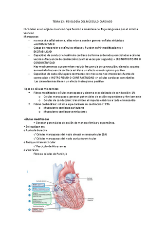 T13-musculo-cardiaco.pdf