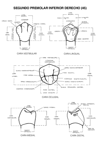 2o-Premolar-inferior-derecho.pdf