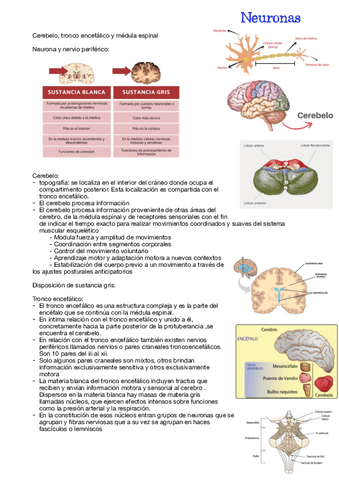Cerebelo-tronco-y-medula-espinal.pdf