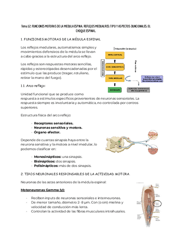Tema-12-FUNCIONES-MOTORAS-DE-LA-MEDULA-ESPINA-8.pdf