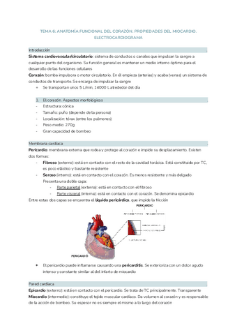 Tema 6: Anatomía funcional del corazón.pdf