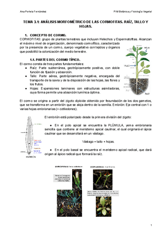 TEMA-3.1-ANALISIS-MORFOMETRICO-DE-LAS-CORMOFITAS.-RAIZ-TALLO-Y-HOJAS..pdf