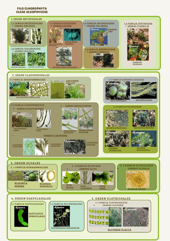 Poster-Algas-Verdes-Visu.pdf