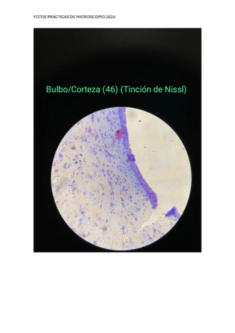 Fotos-practicas-1o-microscopio-2024.pdf