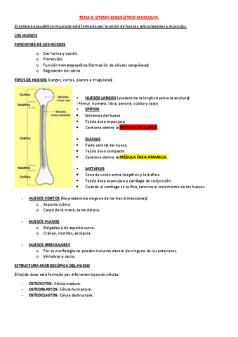 EXAMEN-TEMA-3-SISTEMA-ESQUELETICO-MUSCULAR.pdf