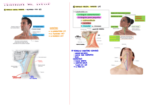 T3.-Anatomia-vasculo-nerviosa-del-cuello.pdf