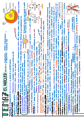 BIOCEL-Esquema-Tema-7-A4.pdf