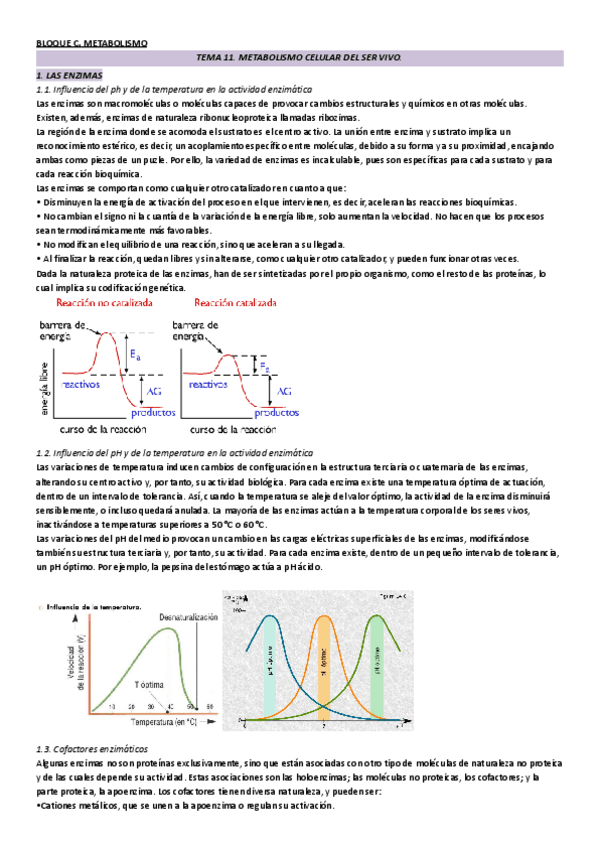 Metabolismo celular (B. Metabolismo).pdf
