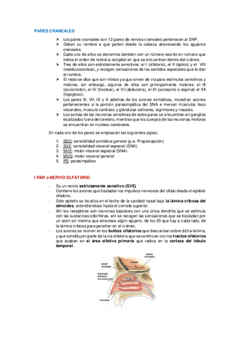 Anatomia-T17.pdf