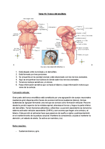Anatomia-T14.pdf