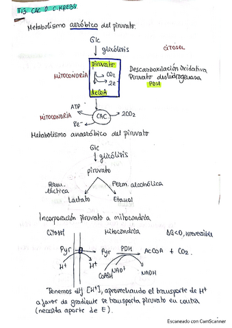 esquema-tema-13.pdf