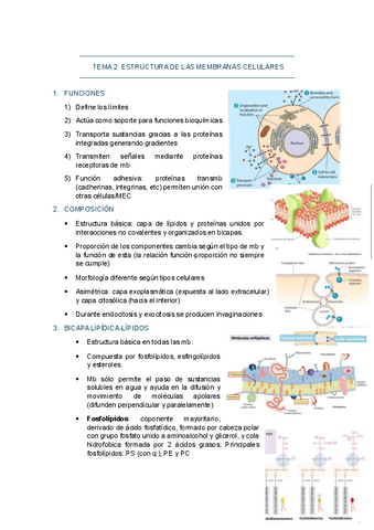 TEMA-2-mb-plasmatica.pdf