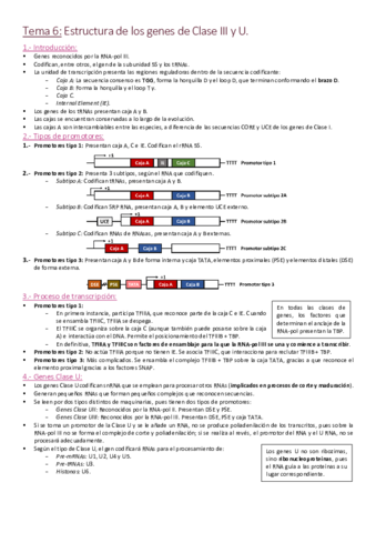 Tema 6 - Estructura de genes de Clase III y U.pdf