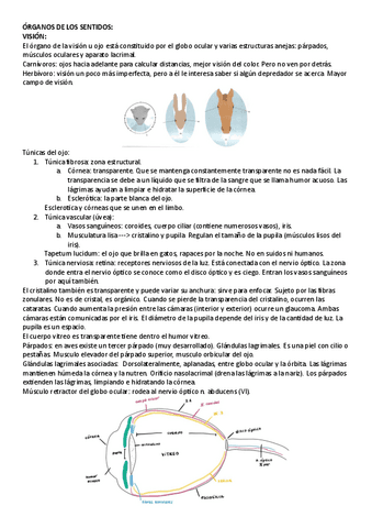 organos-de-los-sentidos-ojo-y-oido.pdf