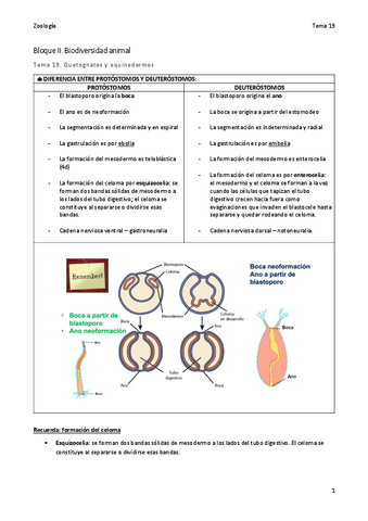 Tema-19.-Quetognatos-y-equinodermos.pdf