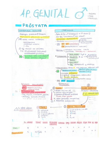 esquemas-AP-genital-completos.pdf