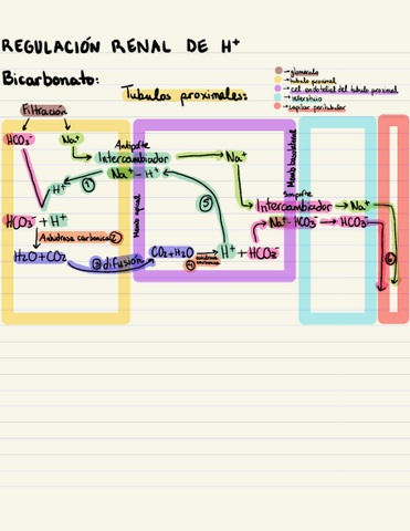 esquemas T8.2 excretor.pdf