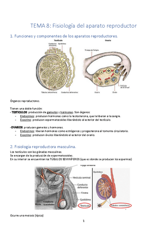 T8-fisio-Aparato-reproductor.pdf