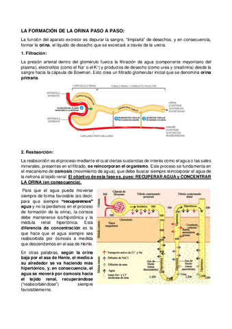 LA-FORMACION-DE-LA-ORINA-PASO-A-PASO.pdf