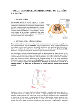 TEMA 3. DESARROLLO EMBRIONARIO MÉDULA.pdf