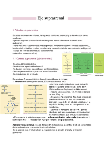 Resumen-T.6-Eje-suprarrenal.pdf