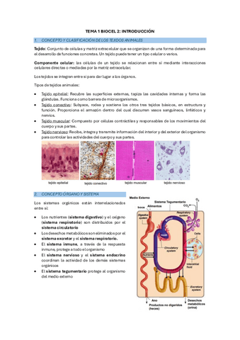 Tema-1-biocel-II-Matriz.pdf