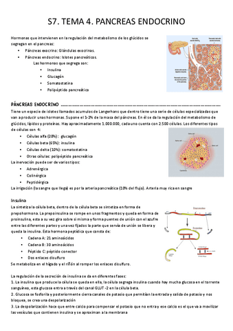 S7.-Tema-4.-Pancreas-endocrino.pdf