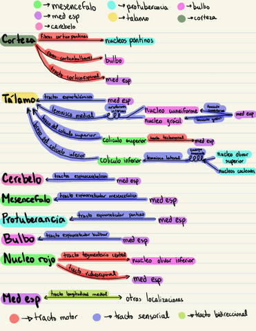 Esquema T4 neuro.pdf