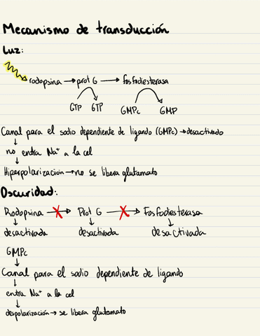 Esquemas T13 neuro.pdf
