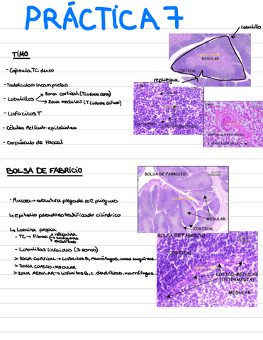 Microscopio-practicas-2-cuatri.pdf
