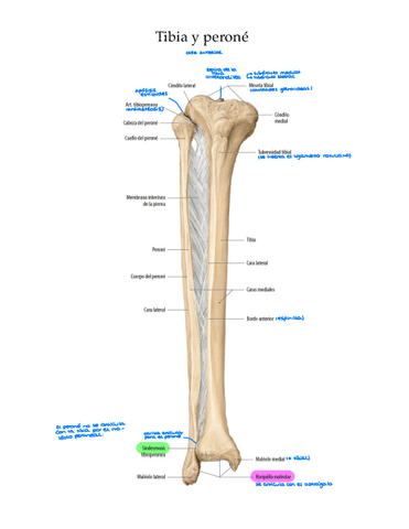 Osteologia-tibia-y-perone.pdf