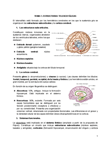 TEMA-7.-ESTRUCTURAS-TELENCEFALICAS.pdf