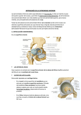 ARTICULACION-COXOFEMORAL.pdf