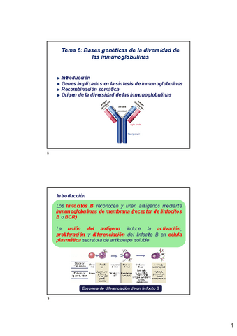Tema-6-Bases-geneticas-de-la-diversidad-de-anticuerpos-2023-2024-x2-1.pdf