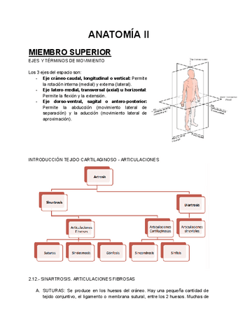 ANATOMIA-II-1.pdf