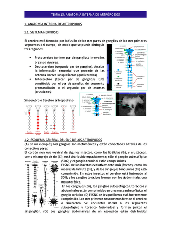 TEMA-13-Zoologia-II-Bloque-II.pdf
