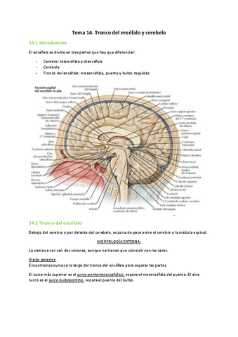 Tema-14.-Tronco-del-encefalo-y-cerebelo.pdf