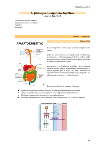 T5.-FISIO-JULIA-ROMO.pdf