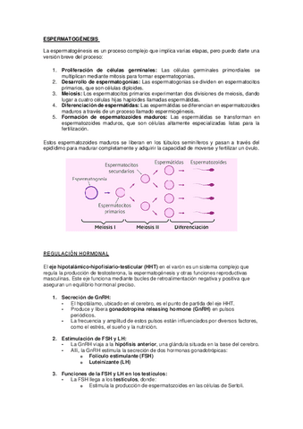 EXPLICACION-DE-ESPERMATOGENESIS-Y-REGULACION-HORMONAL.pdf