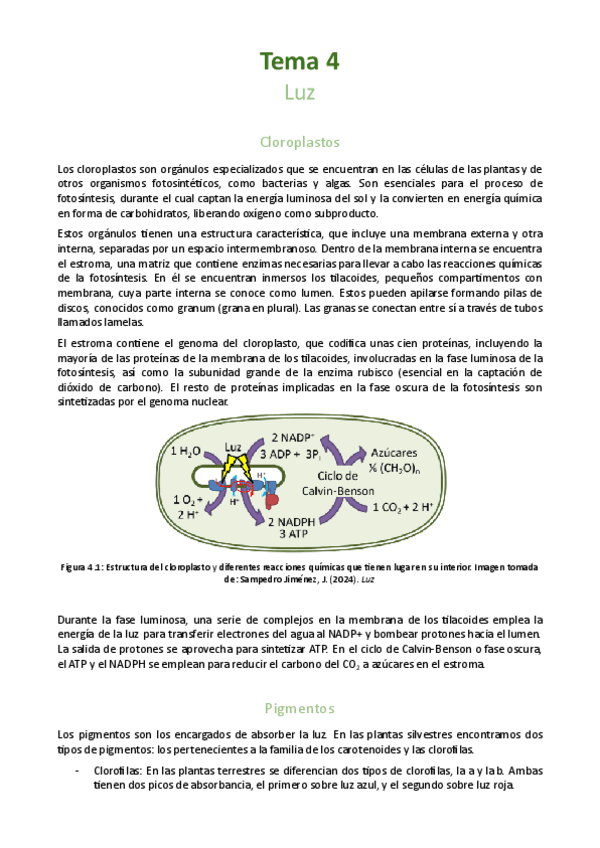 T2-fisio-vegetal-2025.pdf