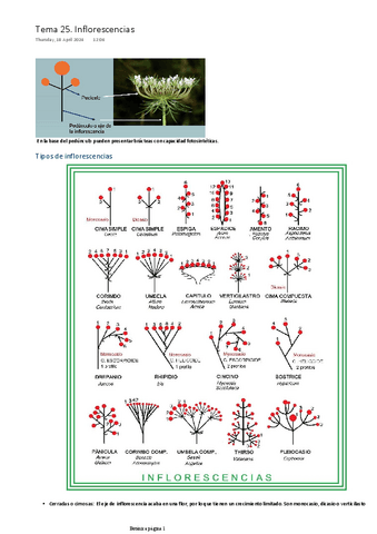TEMA-25.-INFLORESCENCIAS.pdf