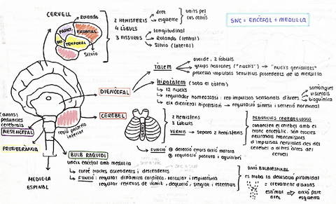 SNC + SNP-ESQUEMA DIBUIX.pdf