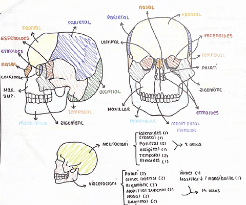 Ossos + músculs crani i MMSS-ESQUEMA DIBUIX.pdf