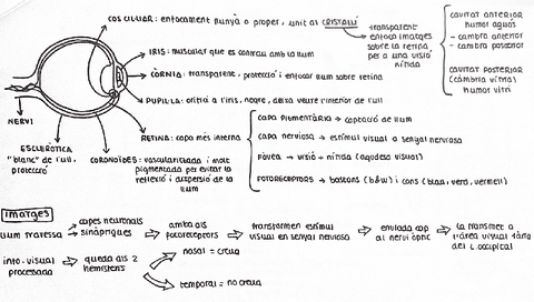 Globul ocular-ESQUEMA DIBUIX.pdf