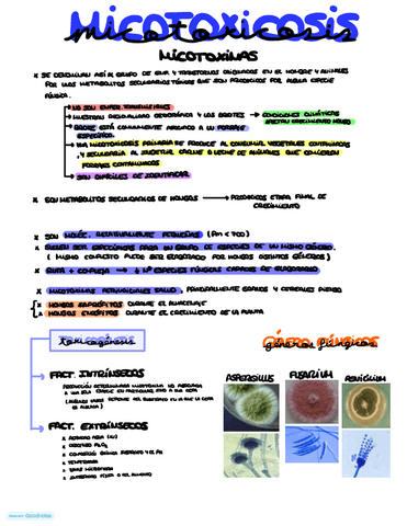 4.-MICOTOXICOSIS.pdf