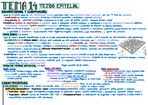BIOCEL-Esquema-Tema-14-tejido epitelial-A4.pdf