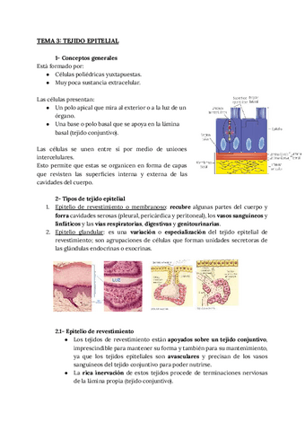 TEMA-3-ANATOMIA.pdf