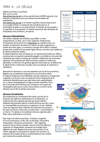 tema4_BIO.pdf