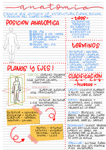 conceptos-basicos-anatomia.pdf