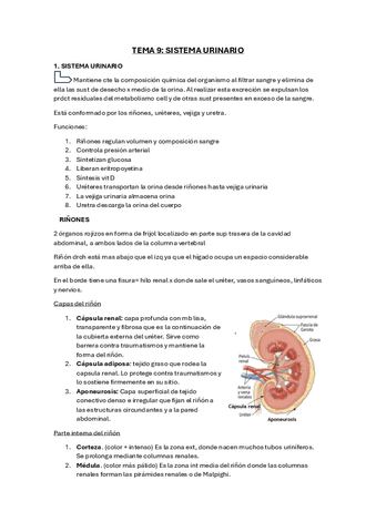 resumen-sistema-urinario-tema-9.pdf